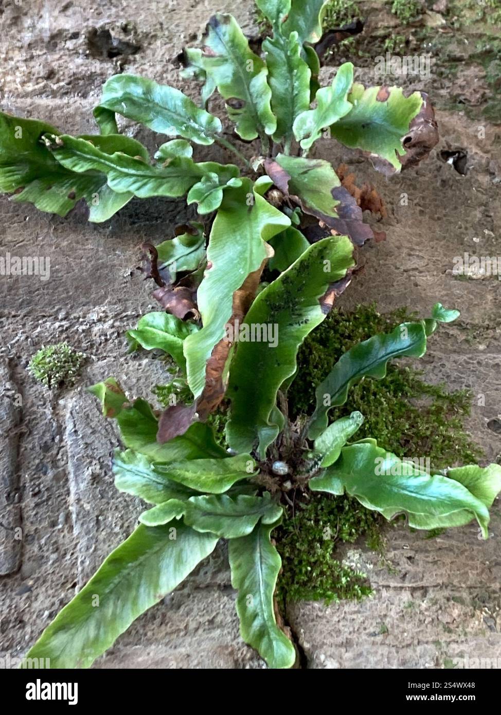 Hart's-tongue fern (Asplenium scolopendrium Stock Photo - Alamy