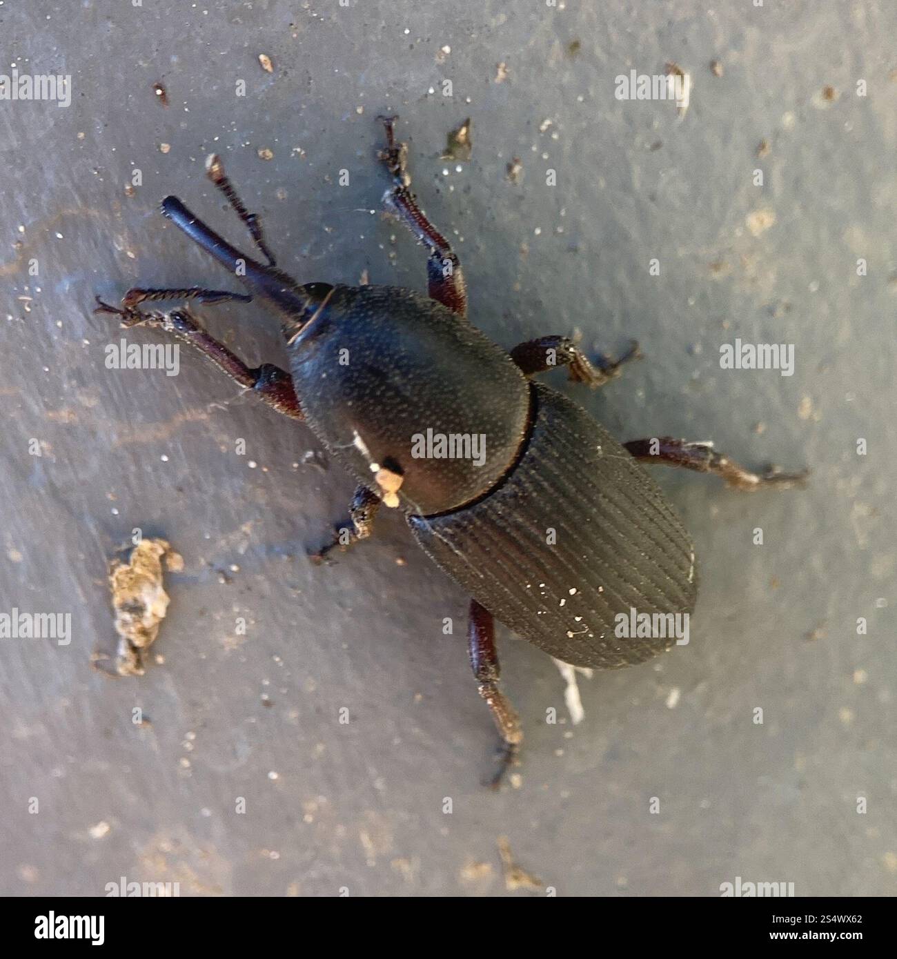 Sisal Weevil (Scyphophorus acupunctatus Stock Photo - Alamy