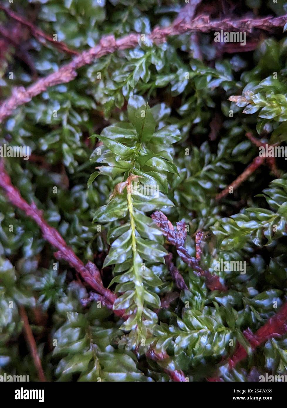 Badge Moss (Plagiomnium insigne Stock Photo - Alamy