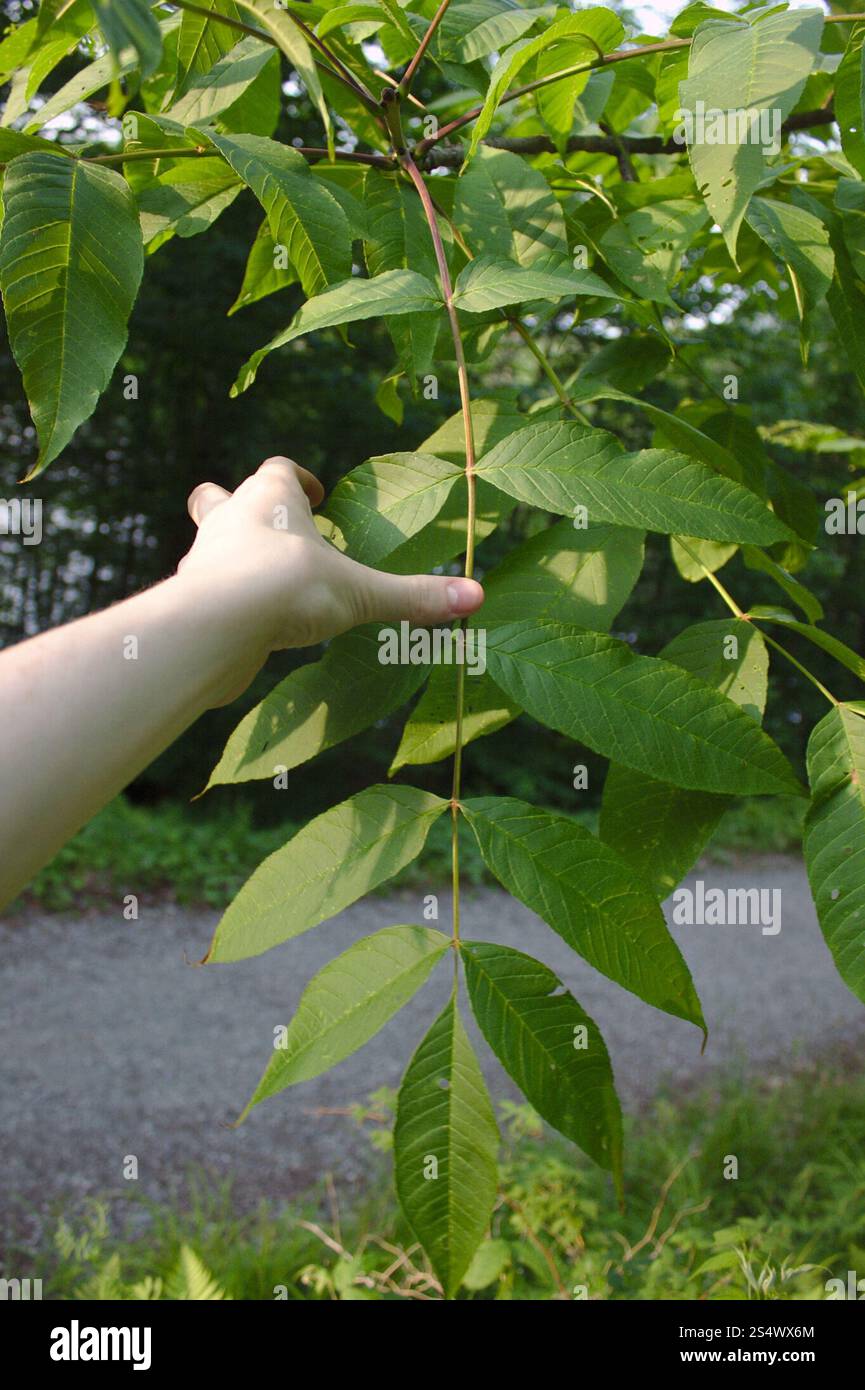 black ash (Fraxinus nigra Stock Photo - Alamy