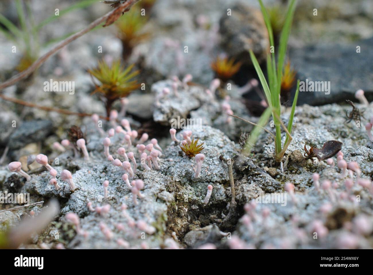 Pink Earth Lichen (Dibaeis baeomyces Stock Photo - Alamy