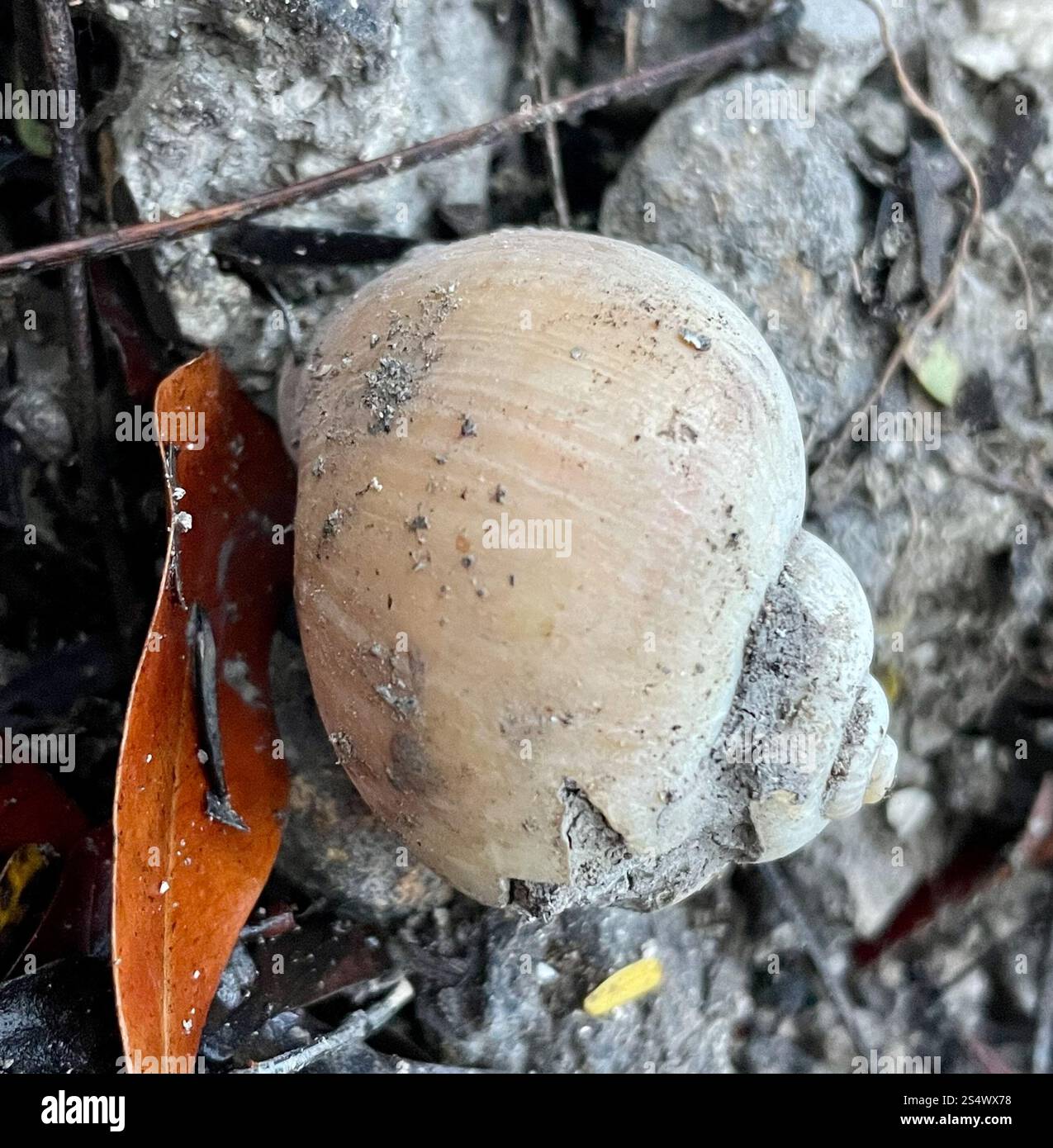 Common Apple Snails (Pomacea Stock Photo - Alamy