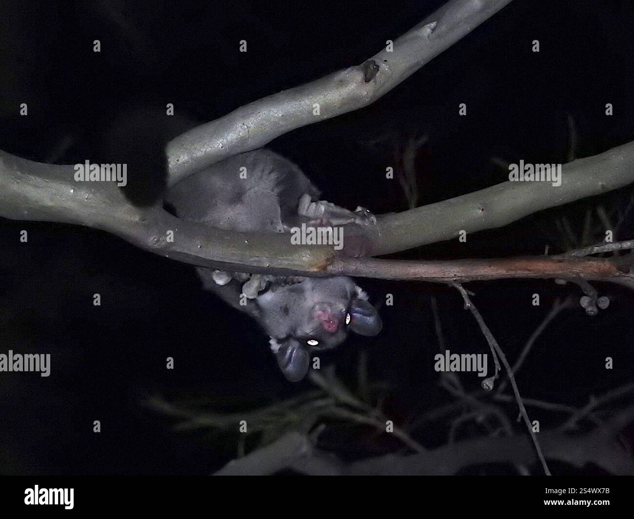 Sugar Glider (Petaurus breviceps Stock Photo - Alamy