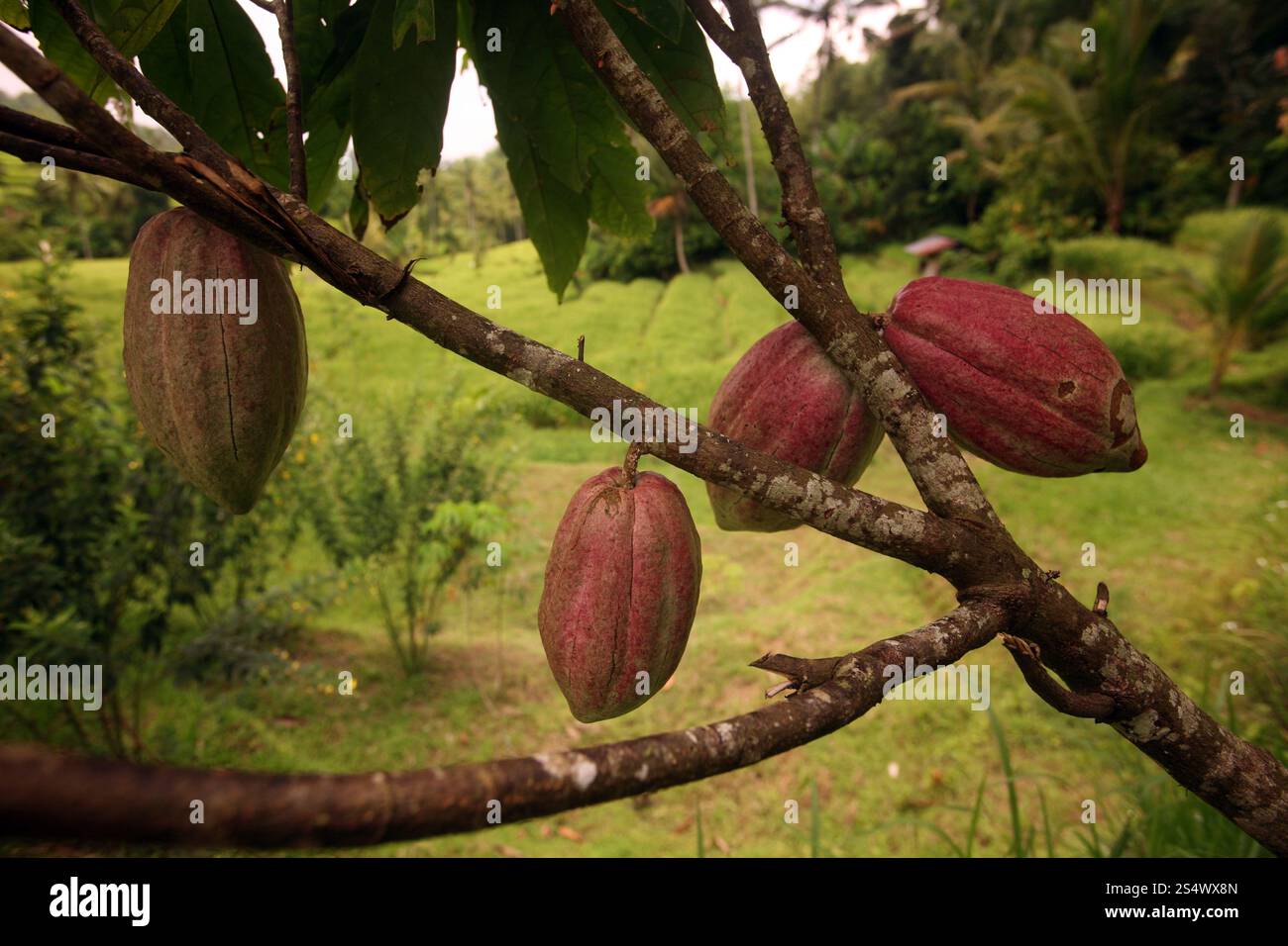 a cacao plantation and Landscape in central Bali on the island Bali in ...