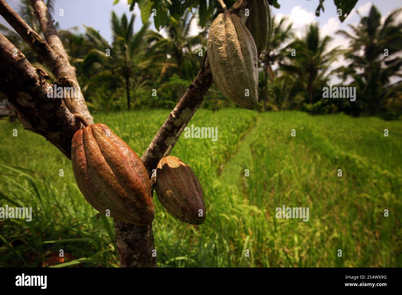 a cacao plantation and Landscape in central Bali on the island Bali in ...