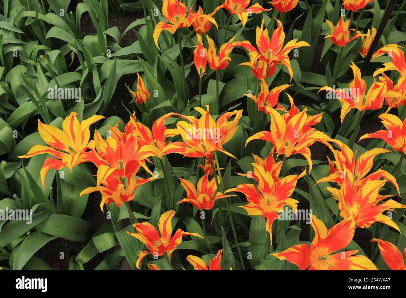Fire Wings tulips close up with bright yellow and red petals and green leaves at the famous ...