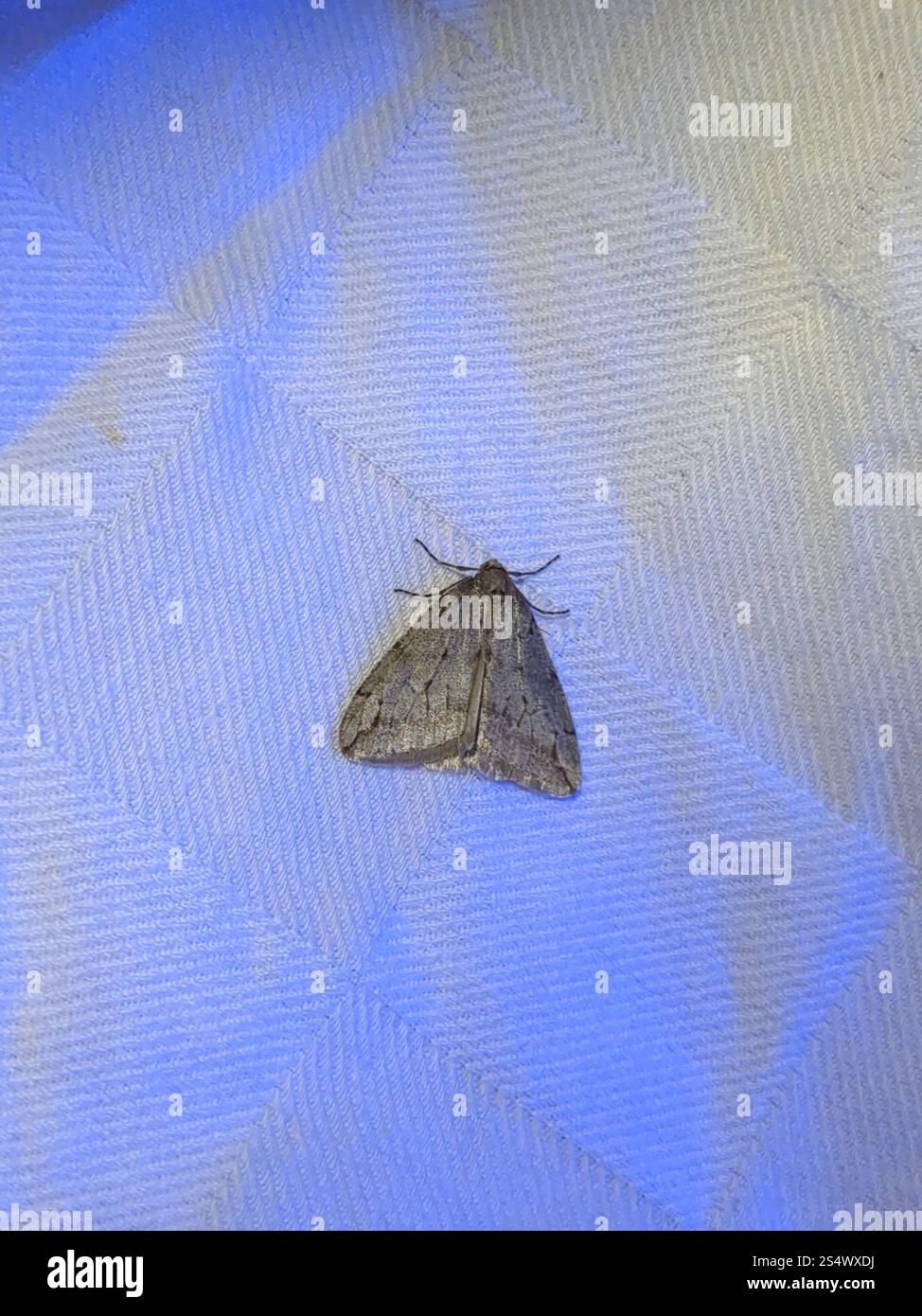 Spring Cankerworm Moth (Paleacrita vernata Stock Photo - Alamy