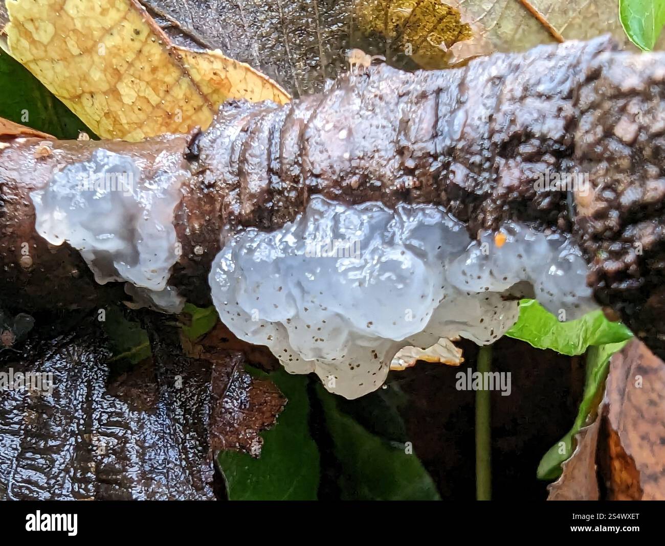 Crystal Brain Fungus (Myxarium nucleatum Stock Photo - Alamy