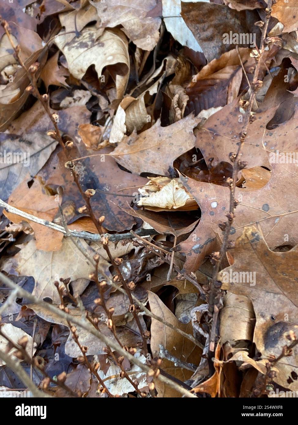 Beechdrops (Epifagus virginiana Stock Photo - Alamy