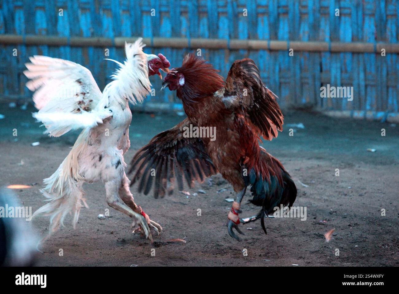 a traditional cook fight on the Island Nusa Lembongan Island near the ...