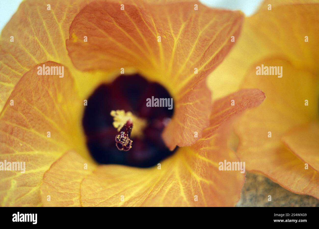 a tropical Flower on the beach of the island and atoll of the Maldives ...
