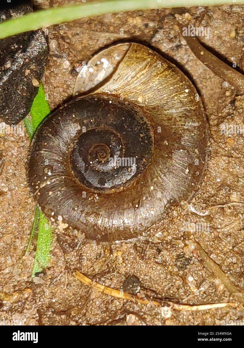 Great Ram's-horn (Planorbarius corneus Stock Photo - Alamy