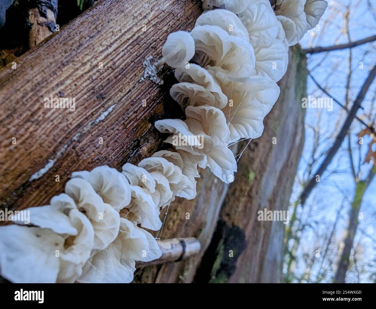 Fairy Parachutes (Marasmiellus candidus Stock Photo - Alamy
