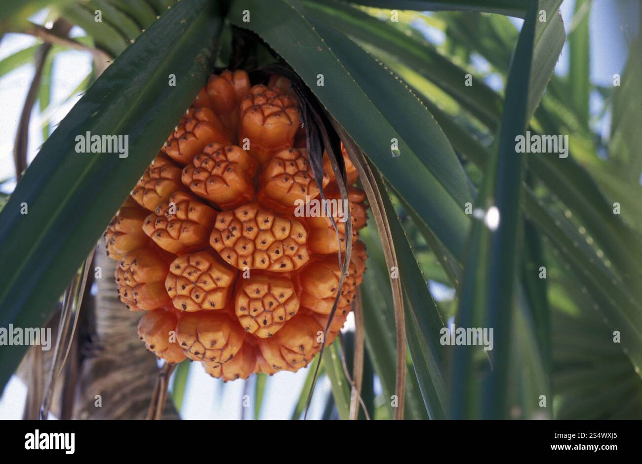 Tropical fruits in maldives island hi-res stock photography and images ...