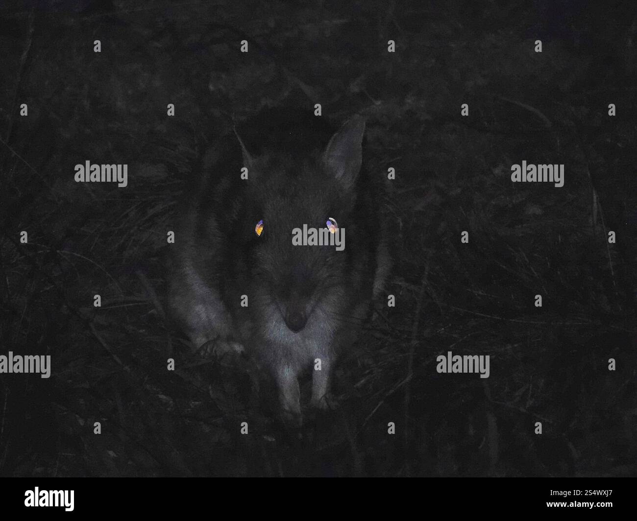 Eastern Barred Bandicoot (Perameles gunnii Stock Photo - Alamy