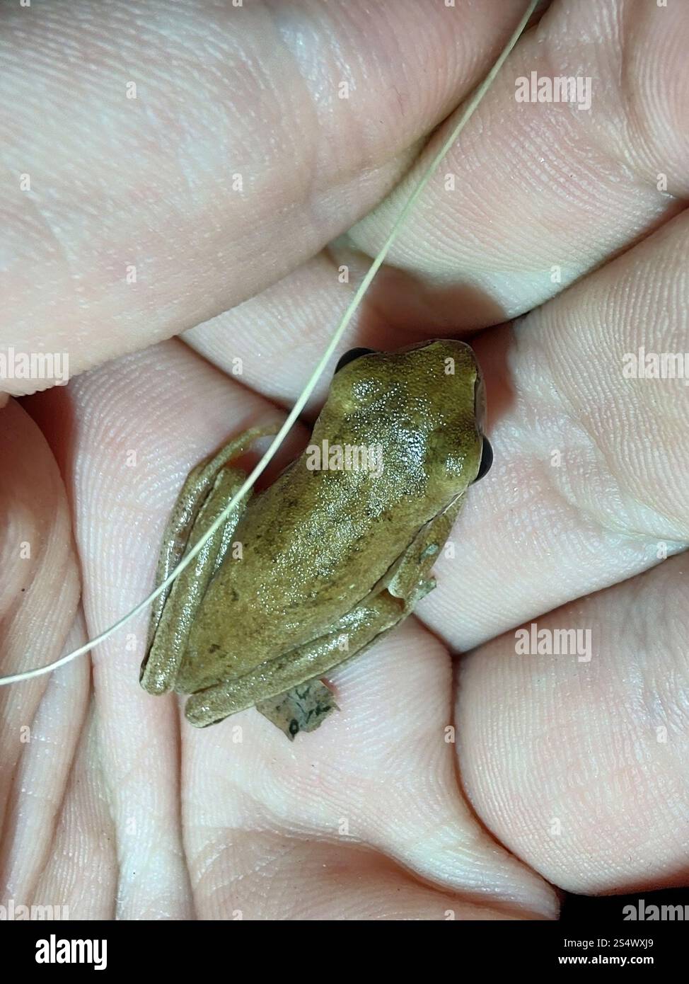 Montevideo Tree Frog (Boana pulchella Stock Photo - Alamy