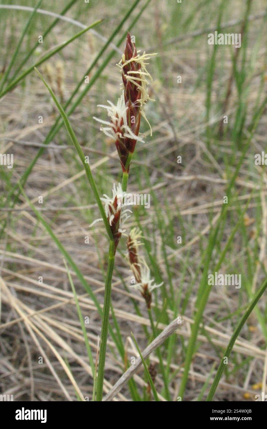 weak arctic sedge (Carex supina Stock Photo - Alamy