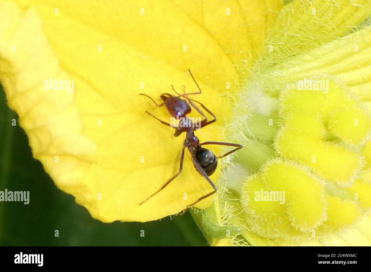 Southern Meat Ant (Iridomyrmex purpureus Stock Photo - Alamy