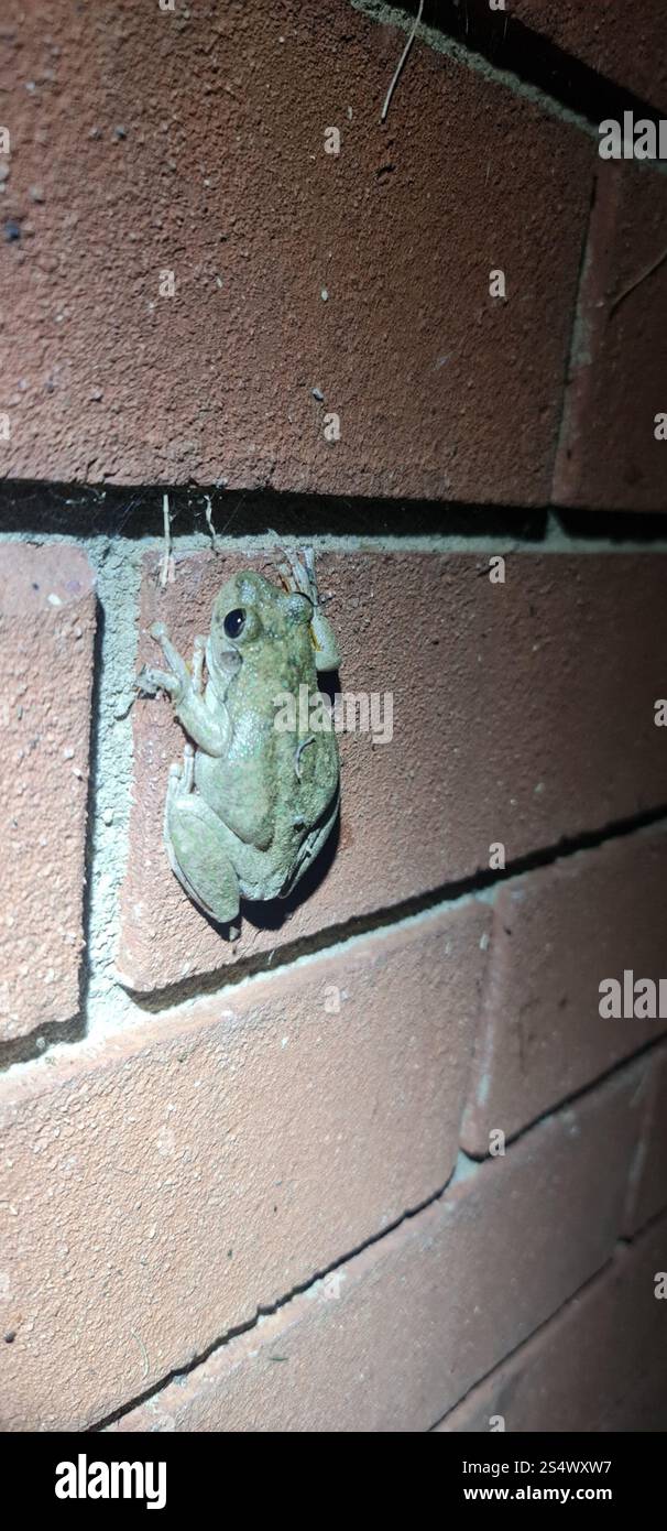 Peron's Tree Frog (Litoria peronii Stock Photo - Alamy