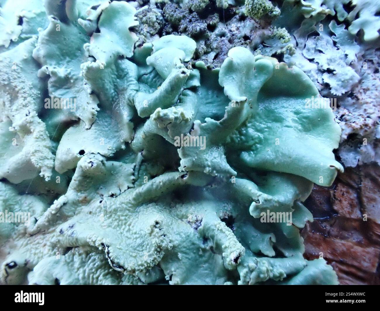 common greenshield lichen (Flavoparmelia caperata Stock Photo - Alamy