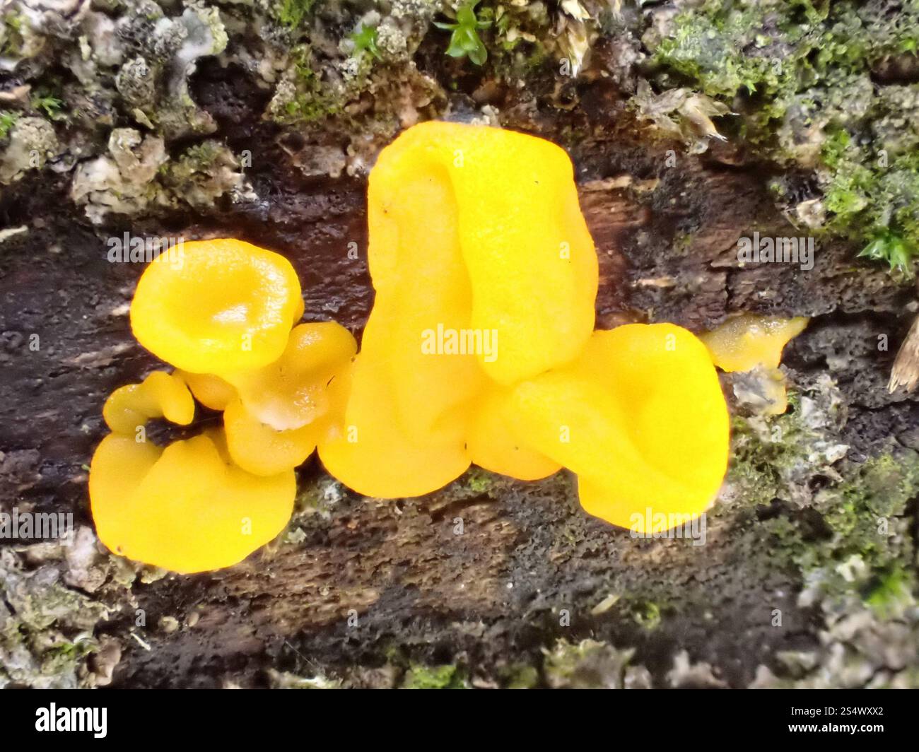 witch's butter (Tremella mesenterica Stock Photo - Alamy