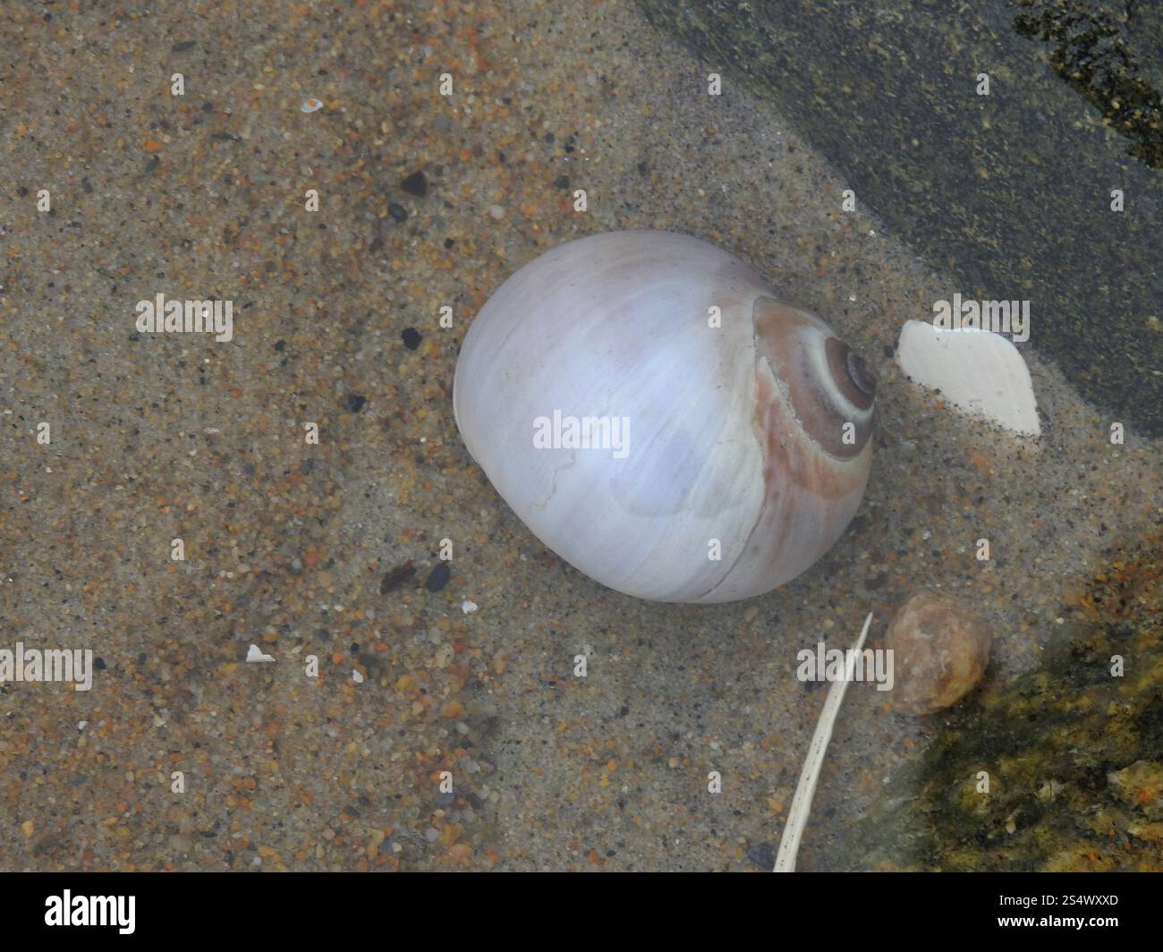 Northern Moonsnail (Euspira heros Stock Photo - Alamy