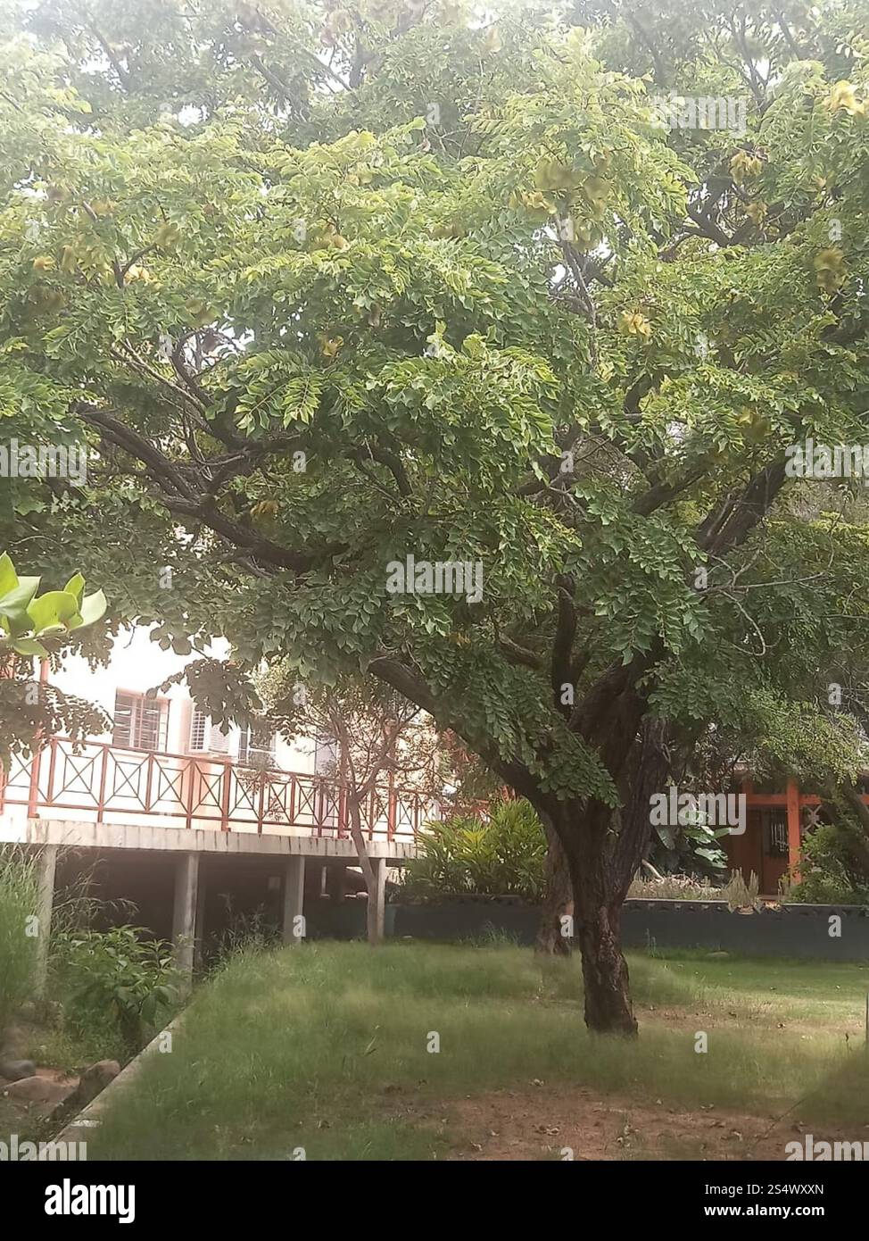 kiaat (Pterocarpus angolensis Stock Photo - Alamy