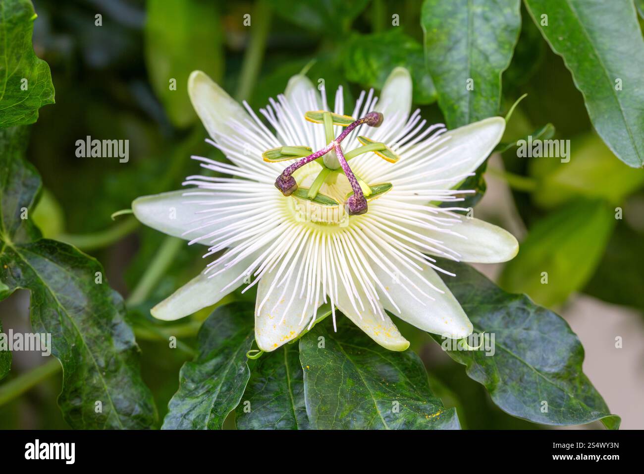 Ivy plant genus. Scientific name; Passiflora caerulea Constance Elliot ...