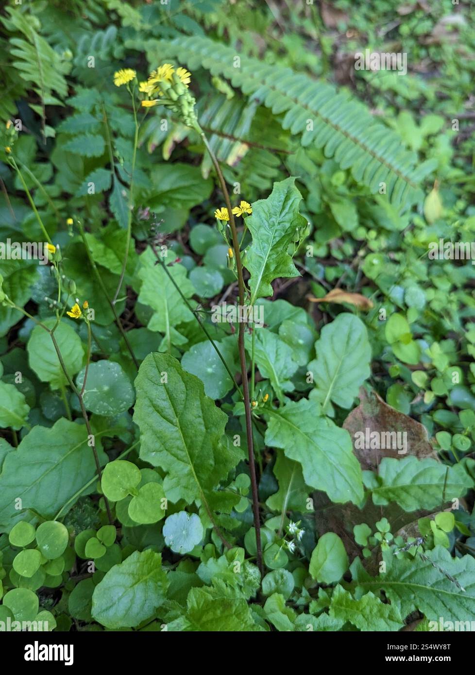 Oriental false hawksbeard (Youngia japonica Stock Photo - Alamy