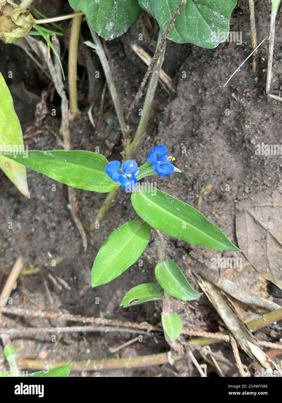 climbing dayflower (Commelina diffusa Stock Photo - Alamy