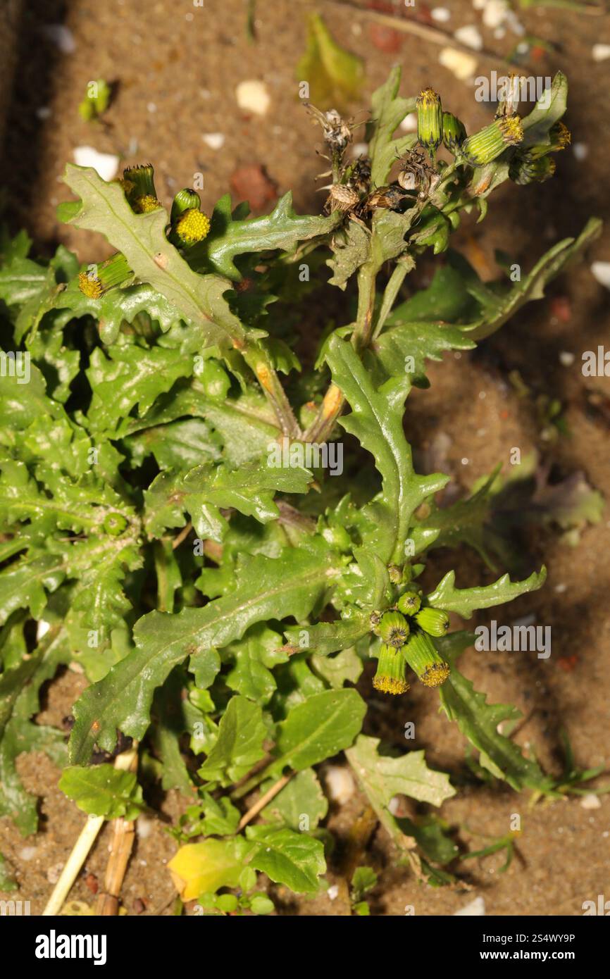 common groundsel (Senecio vulgaris Stock Photo - Alamy