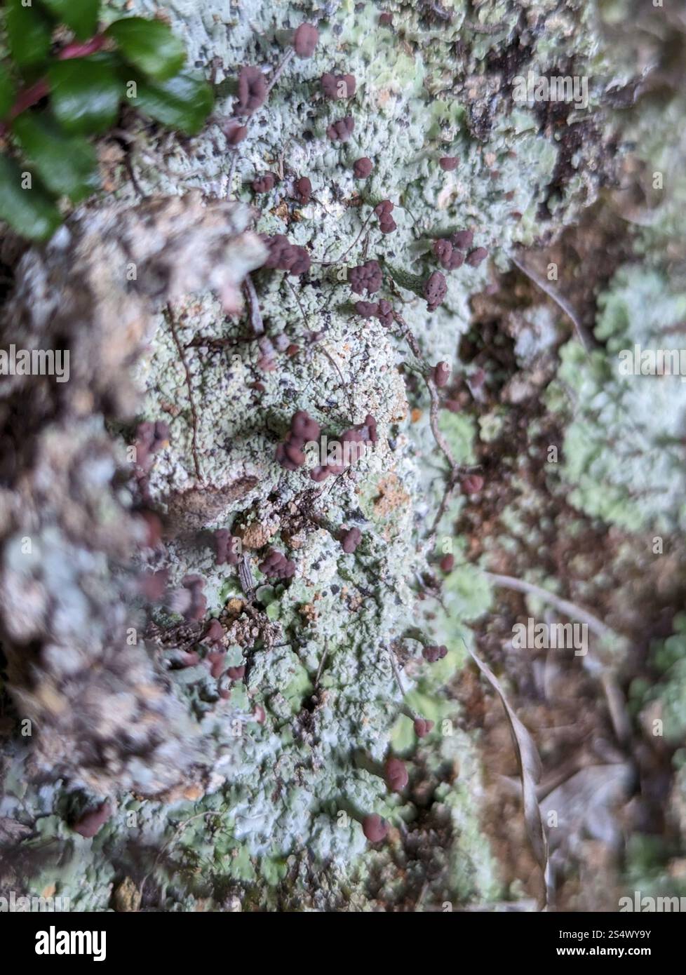 wart lichens, script lichens, and allies (Ostropomycetidae Stock Photo ...