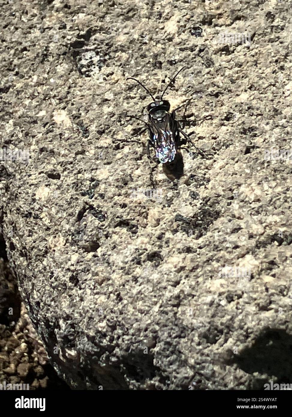 Spider Wasps, Velvet Ants, and Allies (Pompiloidea Stock Photo - Alamy