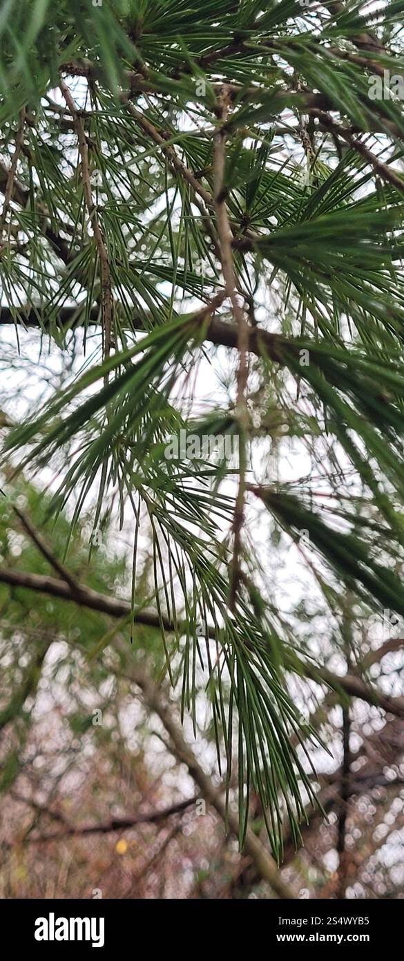 Shore Pine (Pinus contorta contorta Stock Photo - Alamy
