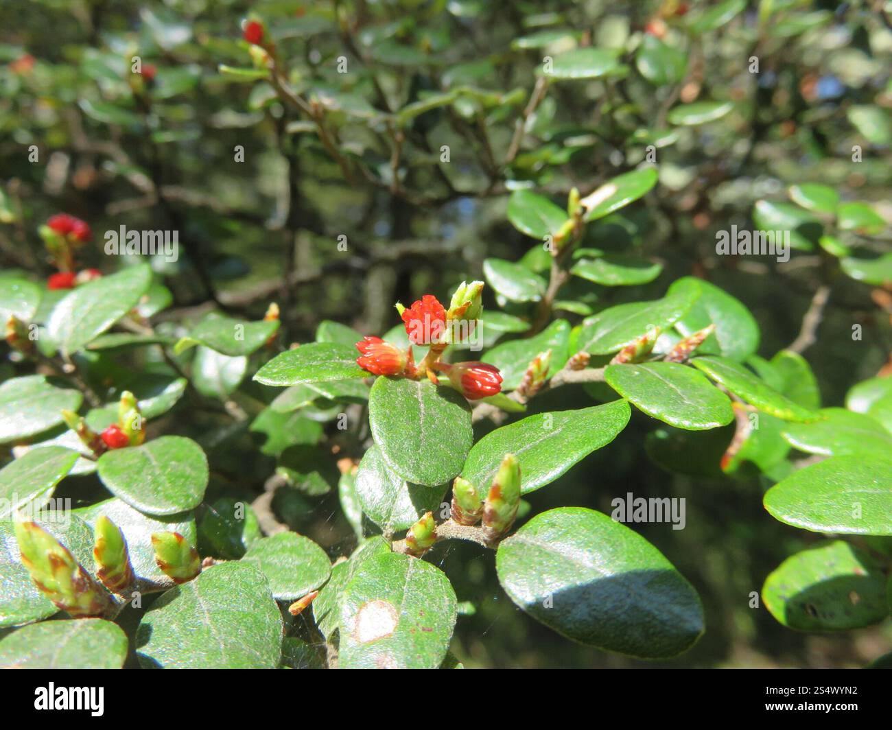 Mountain beech (Nothofagus cliffortioides Stock Photo - Alamy