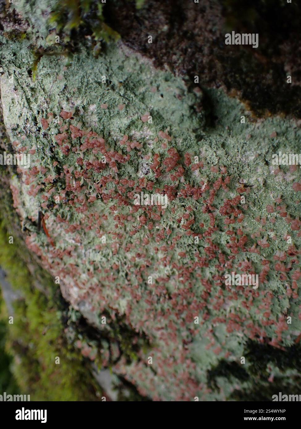 Brown Beret Lichen (Baeomyces rufus Stock Photo - Alamy
