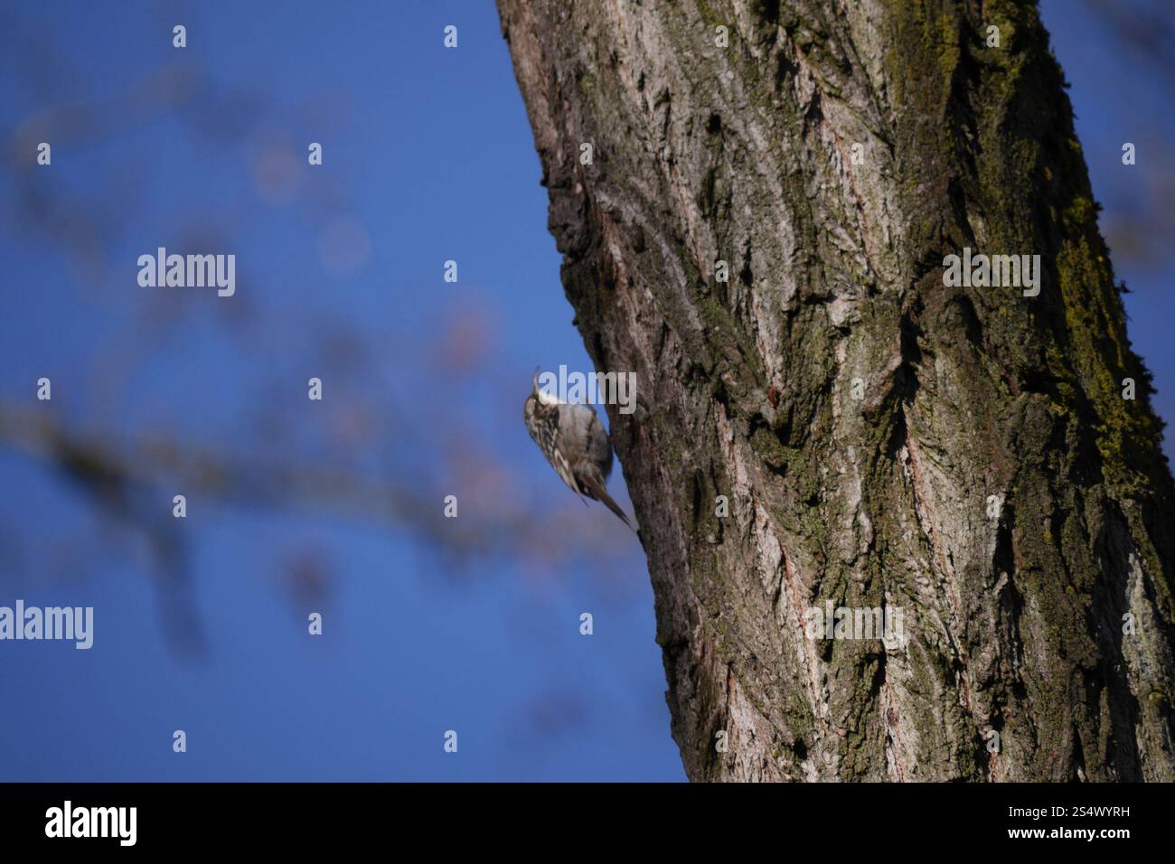 Short-toed Treecreeper (Certhia brachydactyla Stock Photo - Alamy
