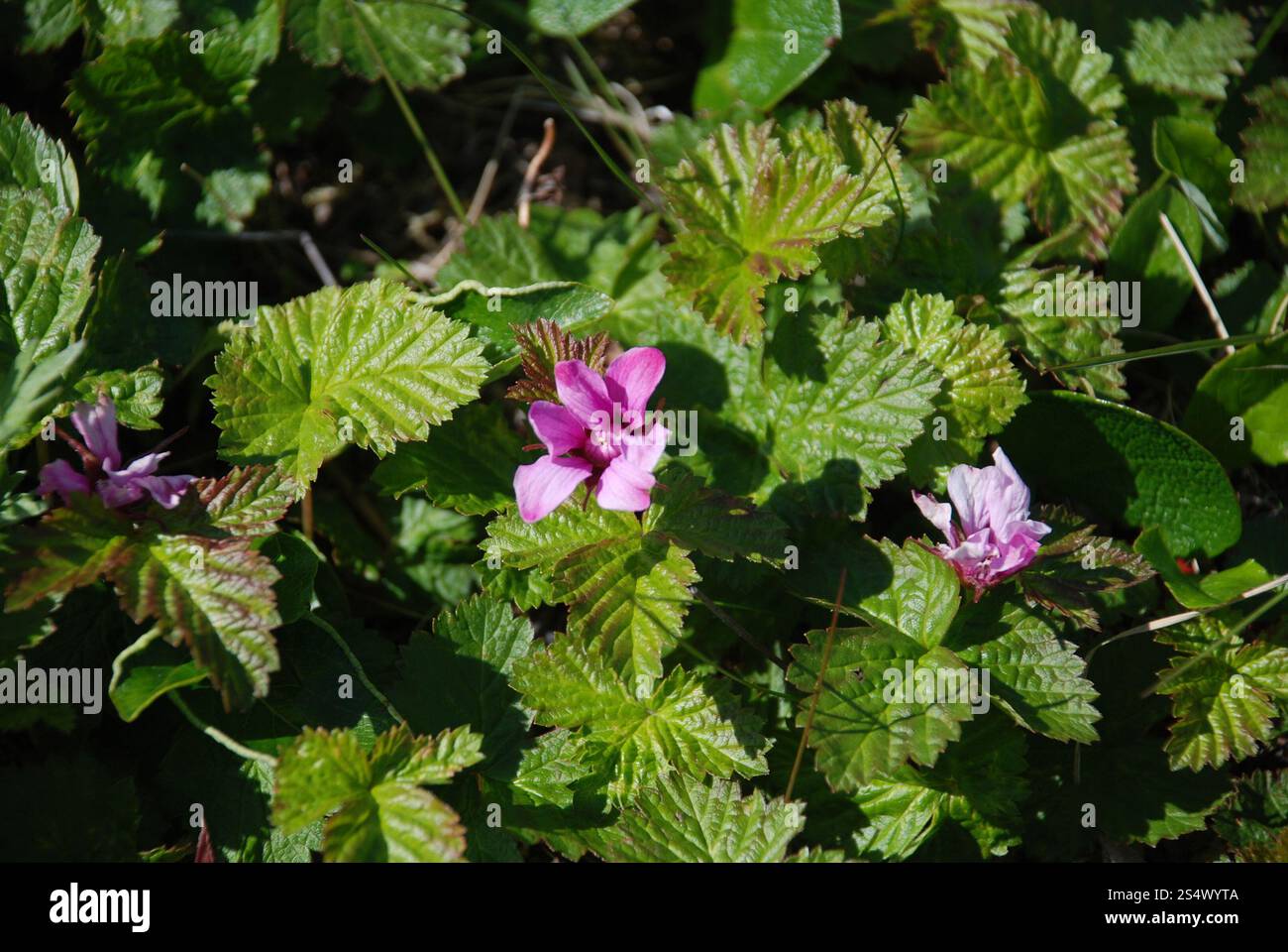 Arctic raspberry (Rubus arcticus Stock Photo - Alamy