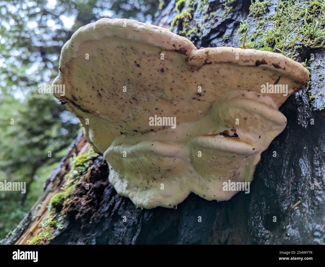 Northern Red Belt (Fomitopsis mounceae Stock Photo - Alamy