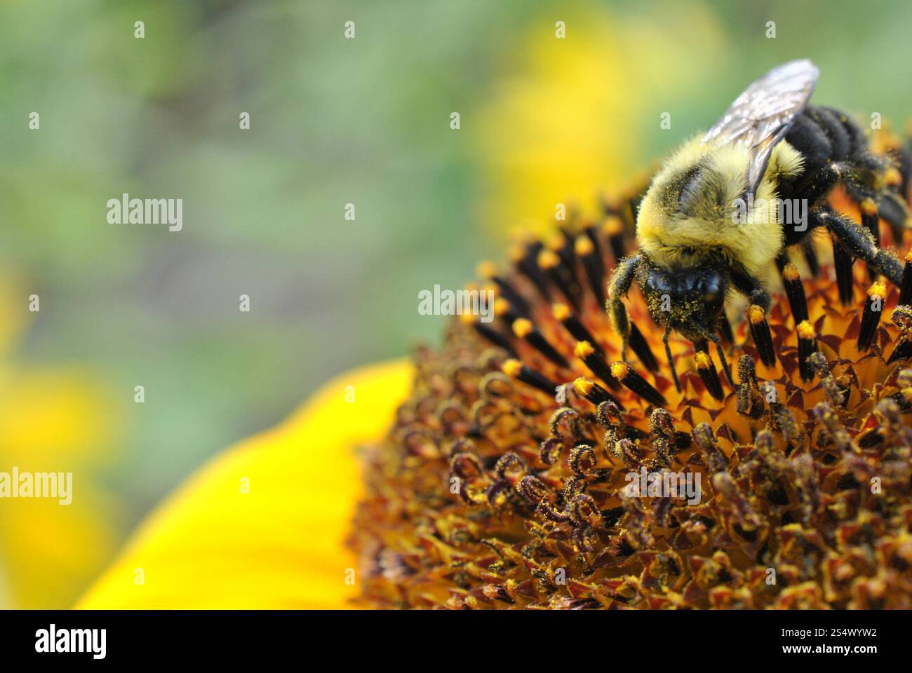 Common Eastern Bumble Bee (Bombus impatiens Stock Photo - Alamy