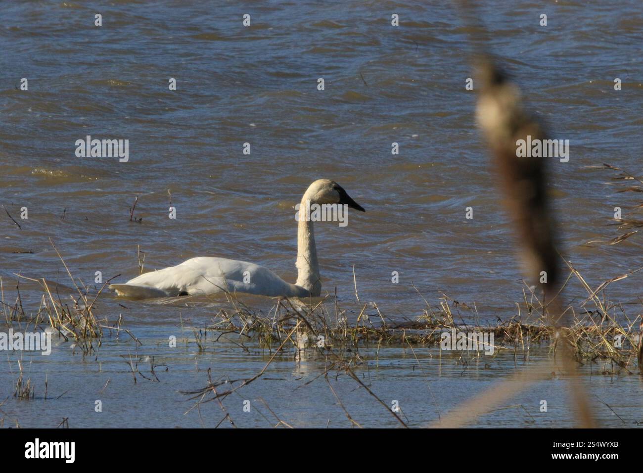 Tundra Swan (Cygnus columbianus Stock Photo - Alamy