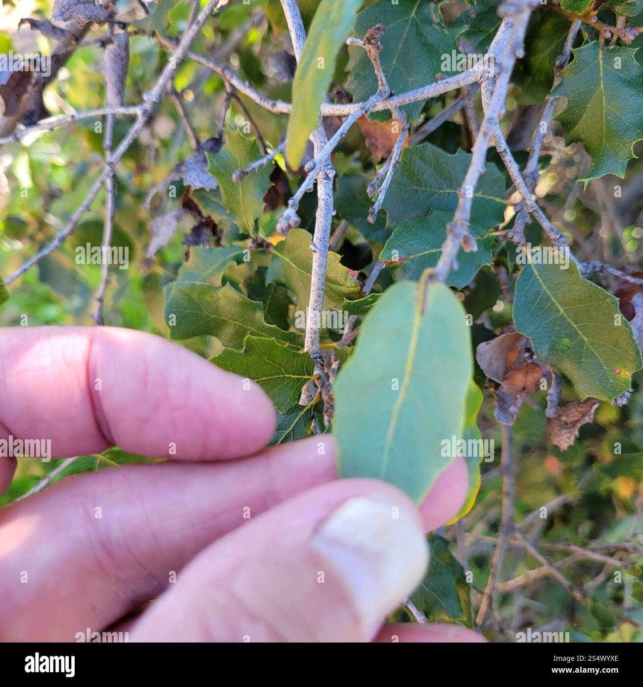 California scrub oak (Quercus berberidifolia Stock Photo - Alamy