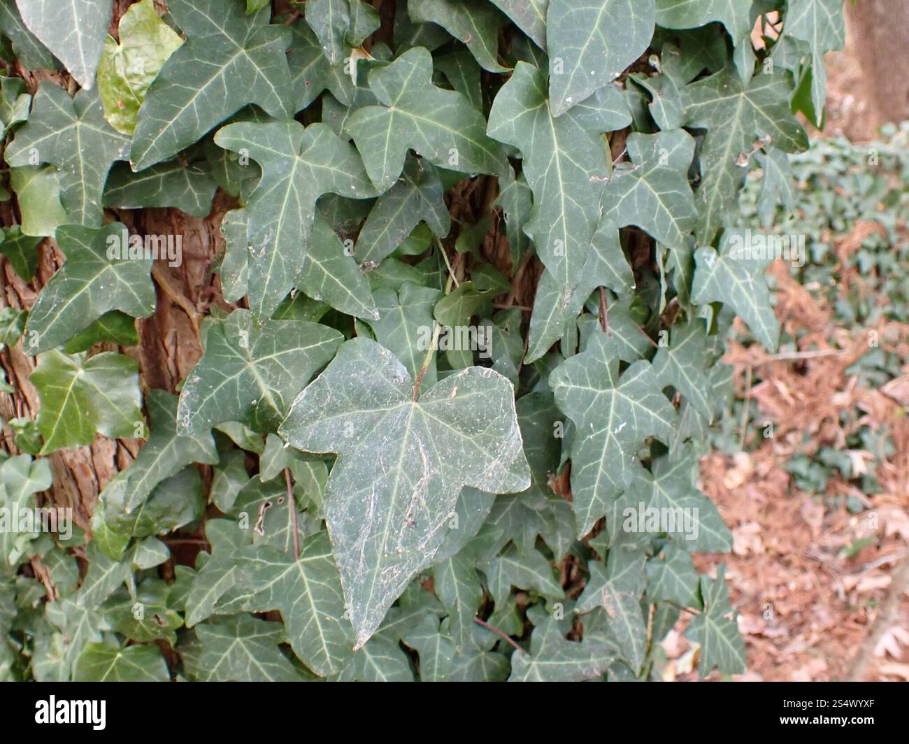 common ivy (Hedera helix Stock Photo - Alamy