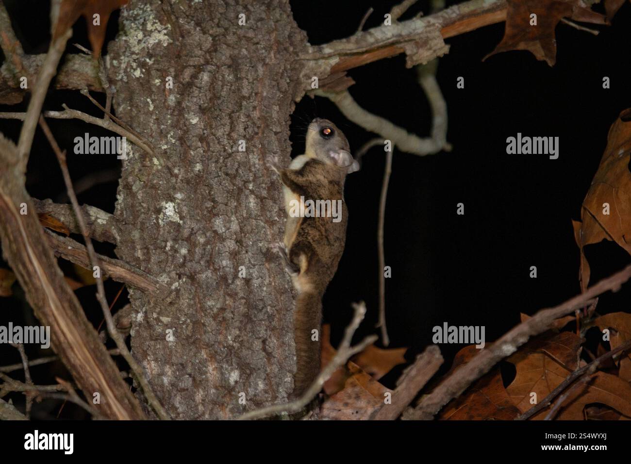 Southern Flying Squirrel (Glaucomys volans Stock Photo - Alamy