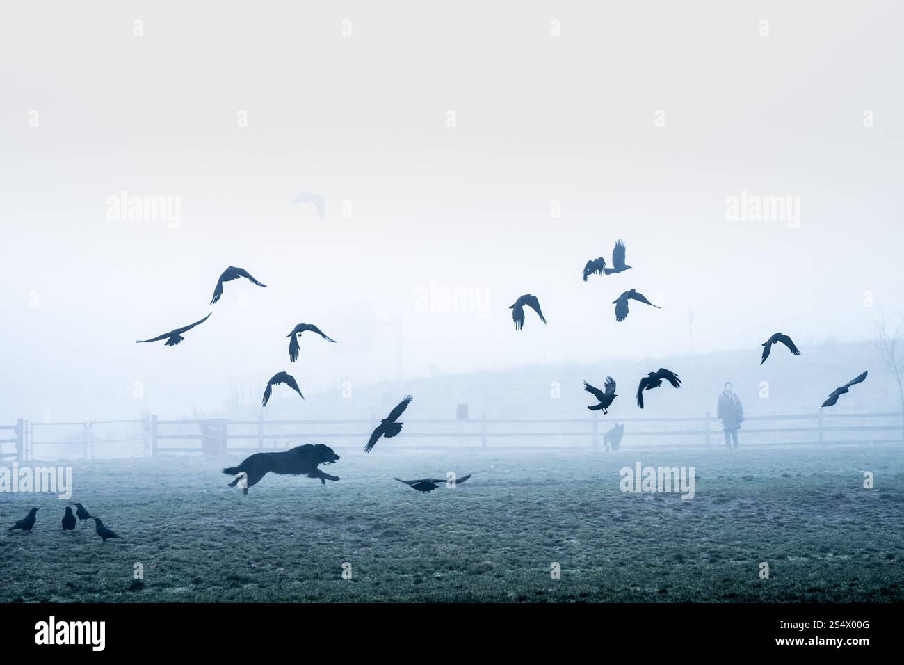 Dog chasing birds, scattering crows, harassing wildlife in foggy Park ...