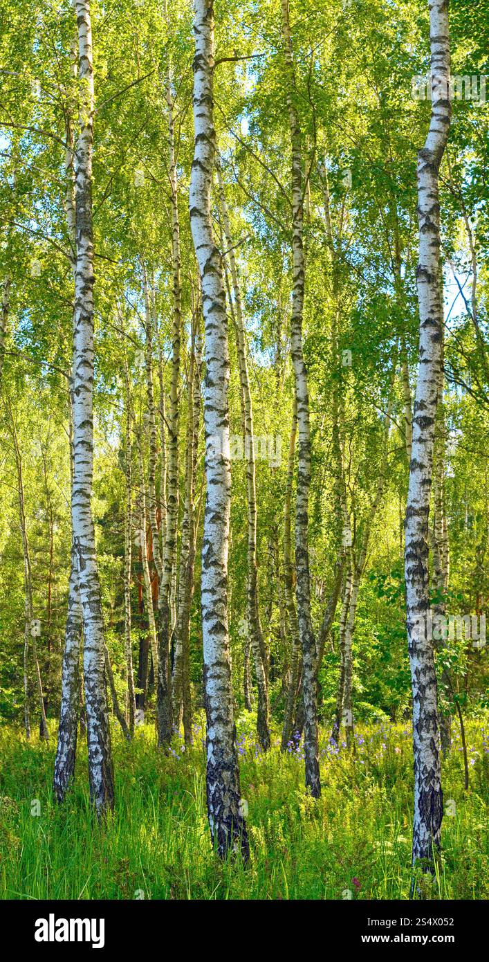 Birches in summer forest with tall grasses below Stock Photo - Alamy