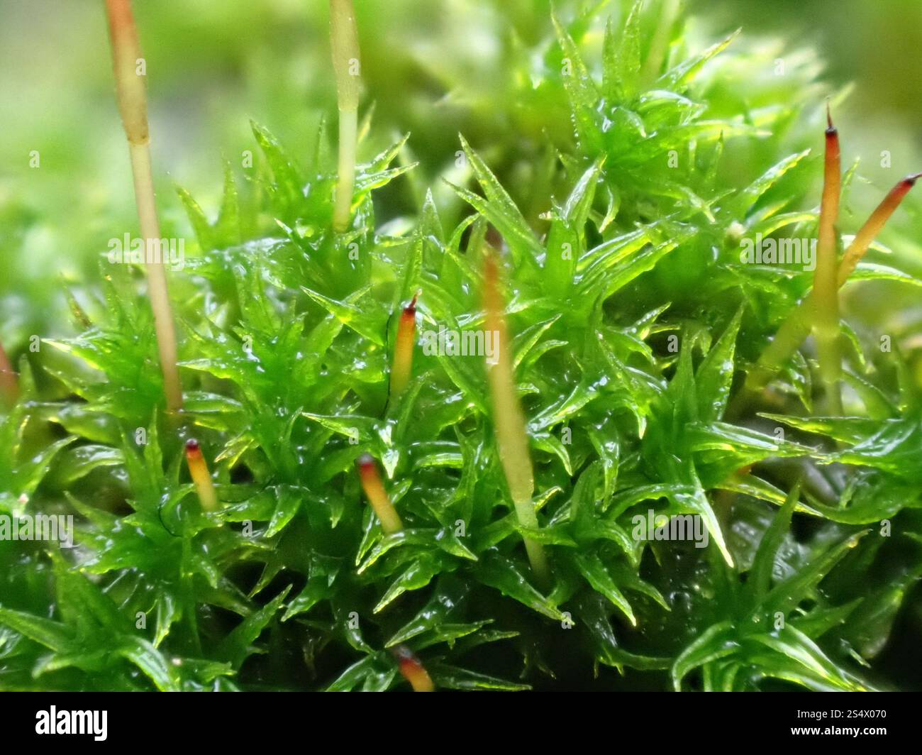 Redshank (Ceratodon purpureus Stock Photo - Alamy