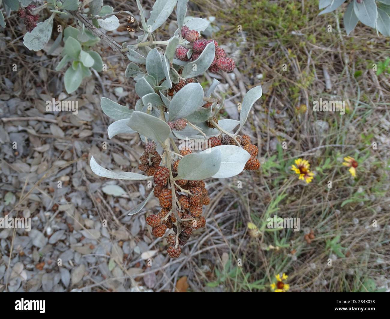 Silver Buttonwood (Conocarpus erectus sericeus Stock Photo - Alamy