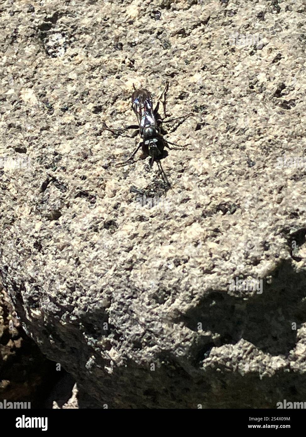 Spider Wasps, Velvet Ants, and Allies (Pompiloidea Stock Photo - Alamy