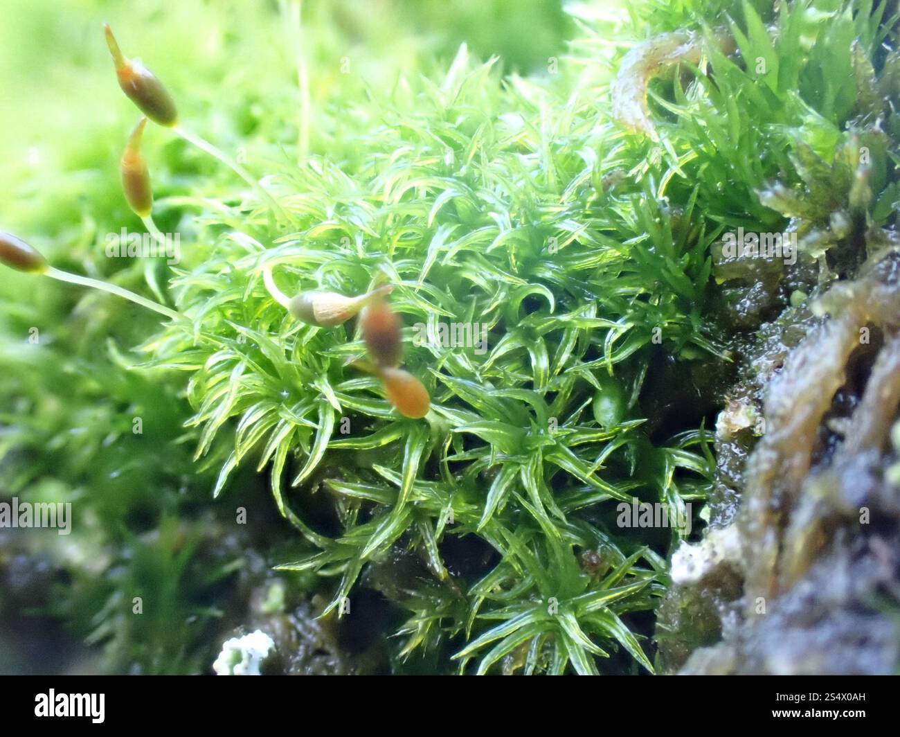 Common Pincushion (Dicranoweisia cirrata Stock Photo - Alamy